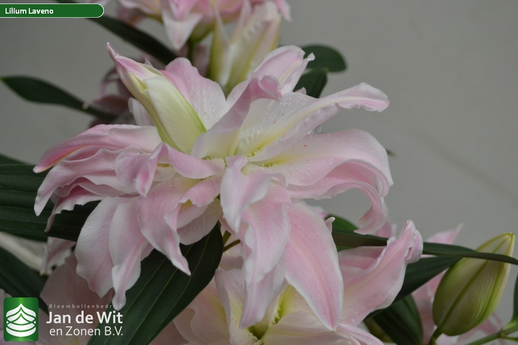 Lily show 2018 | Pictures | Jan de Wit en Zonen B.V.